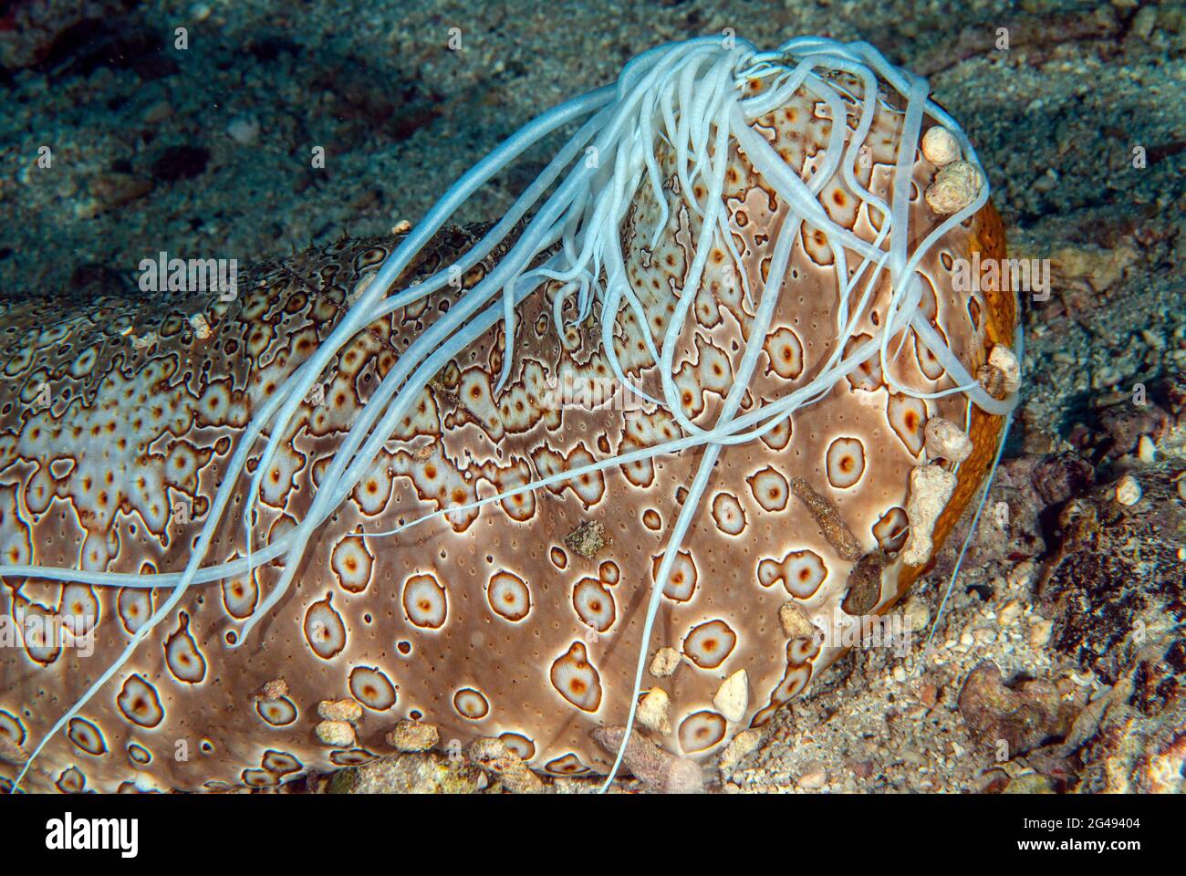 Sea cucumber, Solomon Islands Stock Photo - Alamy
