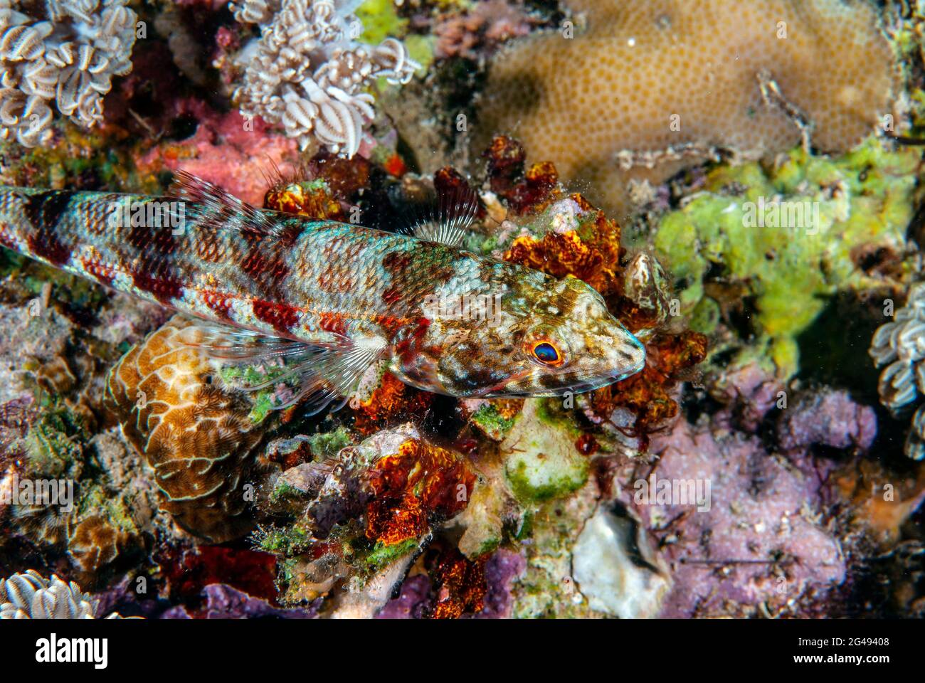 Closeup of small lizardfish hi-res stock photography and images - Alamy