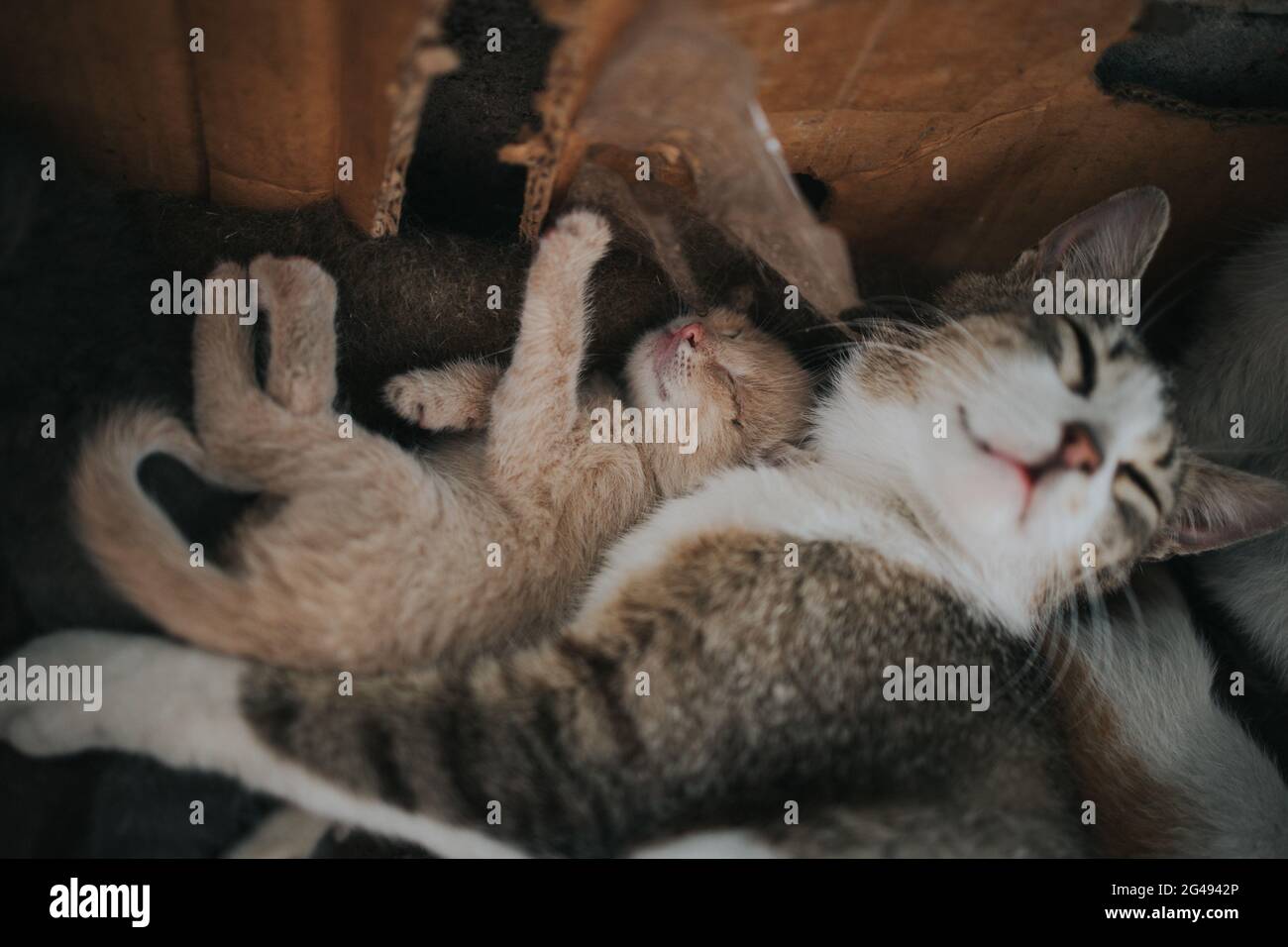 Closeup shot of a cat sleeping in a box with its kitten Stock Photo - Alamy
