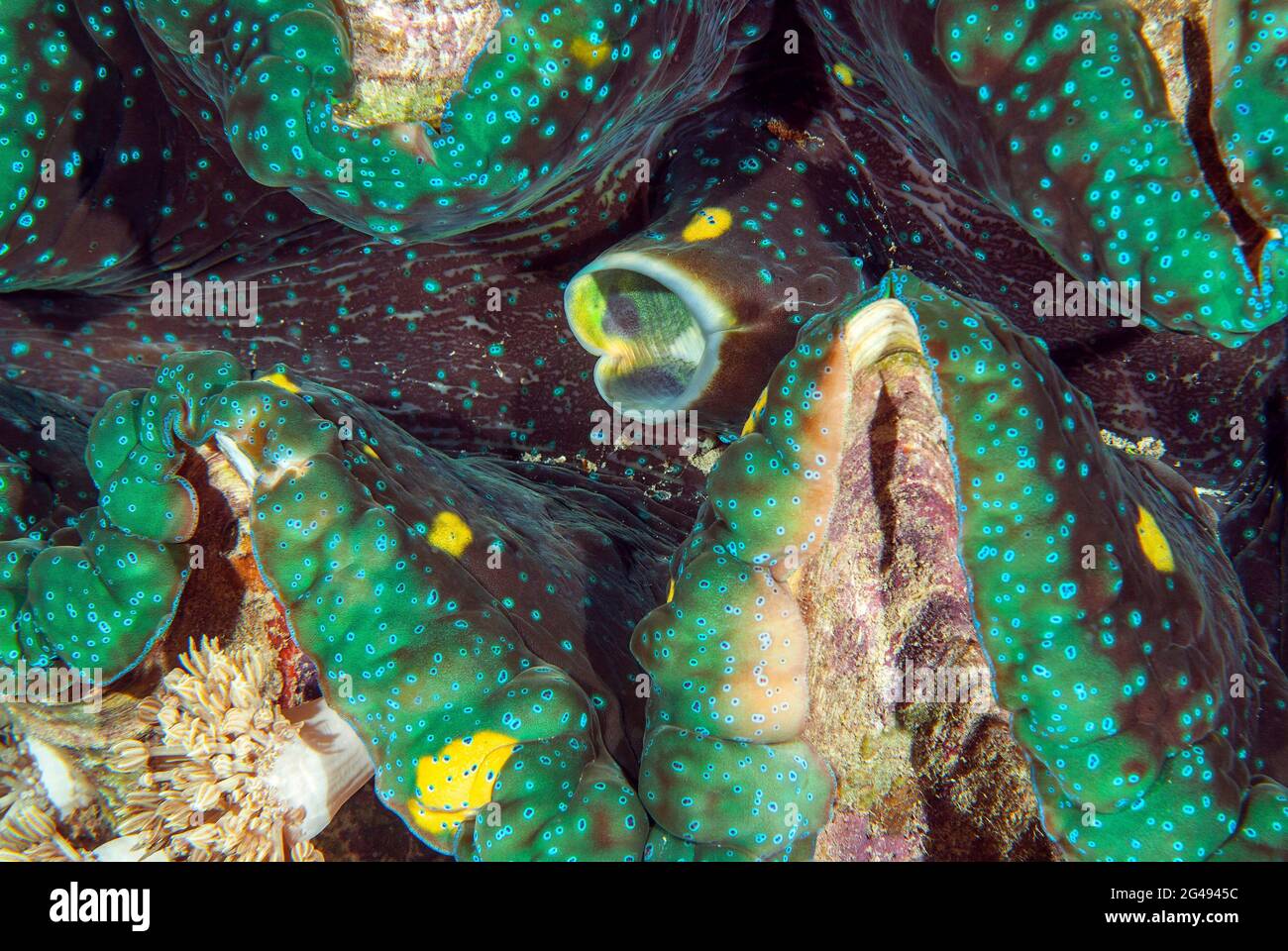 Giant clam south pacific hi-res stock photography and images - Alamy