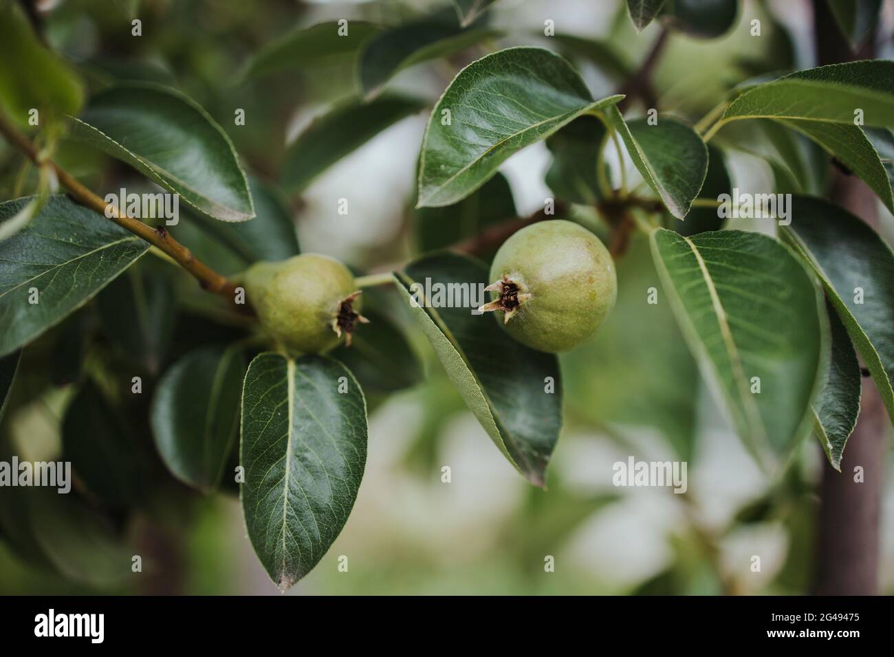 Conference pear tree in flower hi-res stock photography and images - Alamy