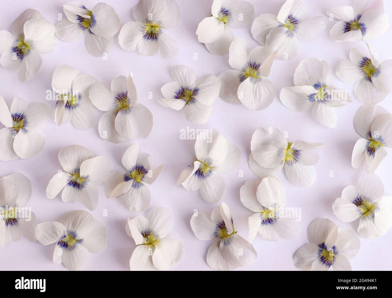 wallpaper or texture of delicate white violets filling the white ...