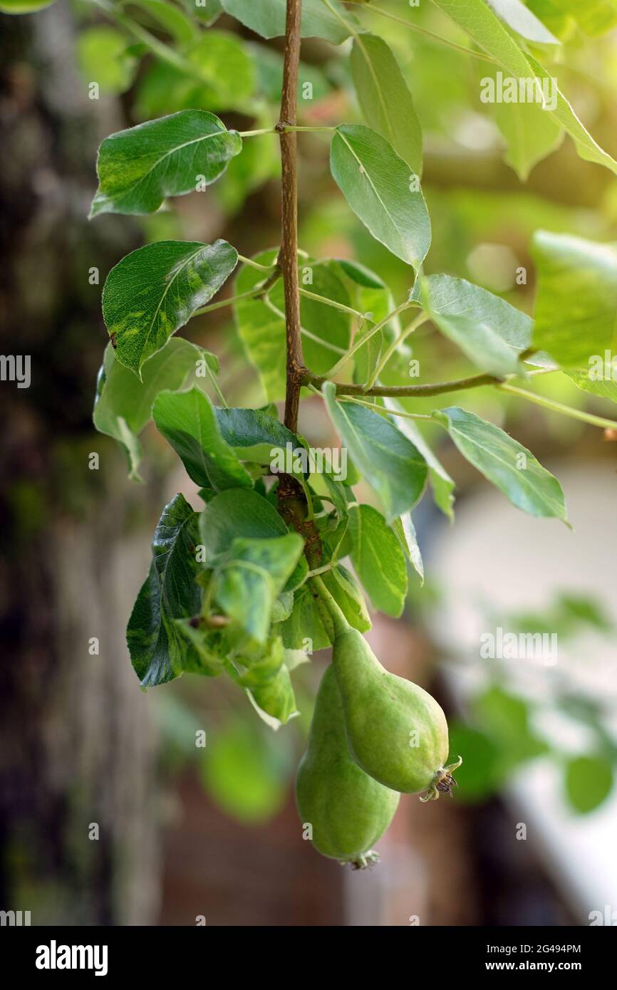 Hanging pears tree hi-res stock photography and images - Alamy