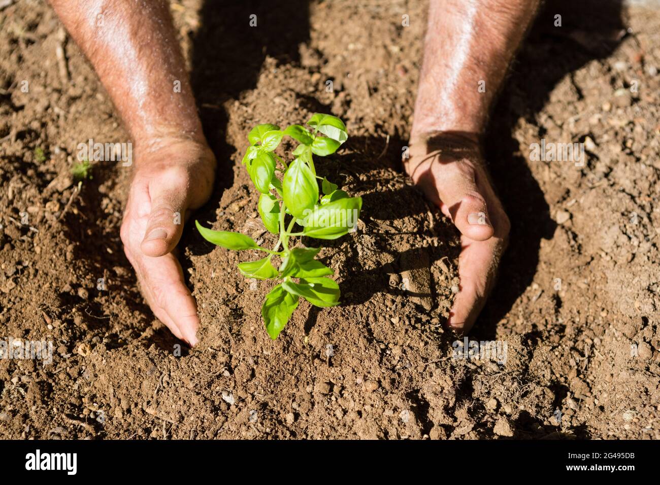 Close-up of man planting sapling in garden Stock Photo - Alamy