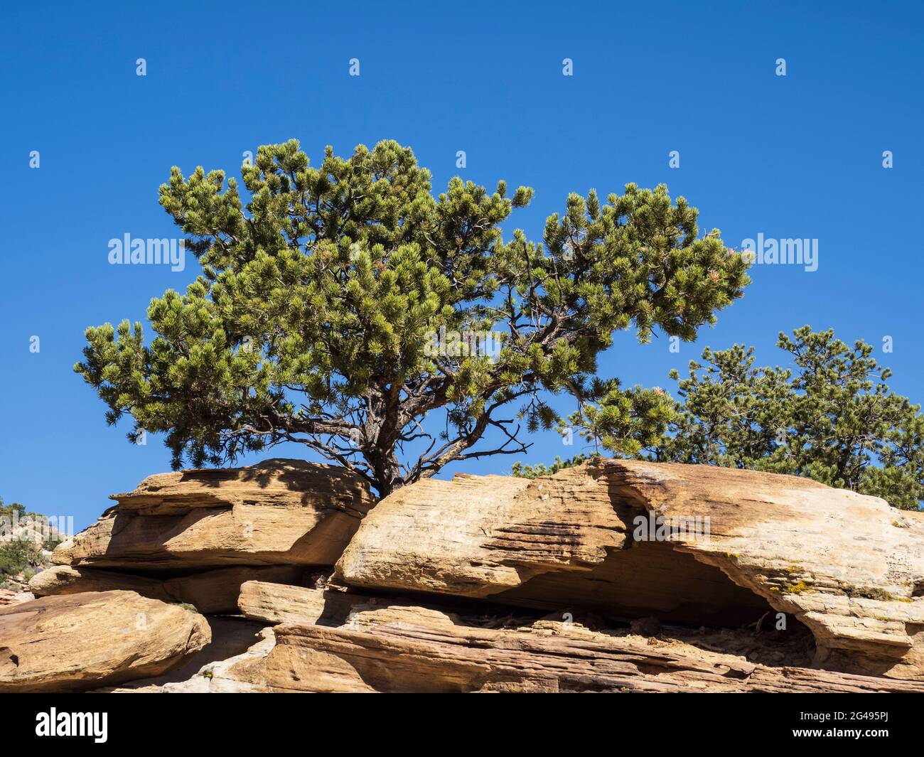 Pinus Edulis High Resolution Stock Photography and Images - Alamy