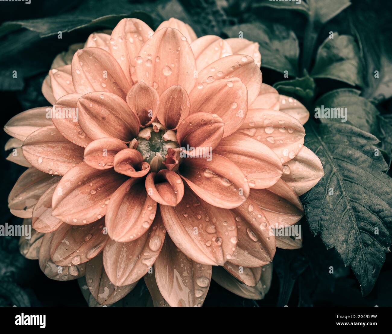 Flower with Waterdrops; Nature Background Stock Photo - Alamy