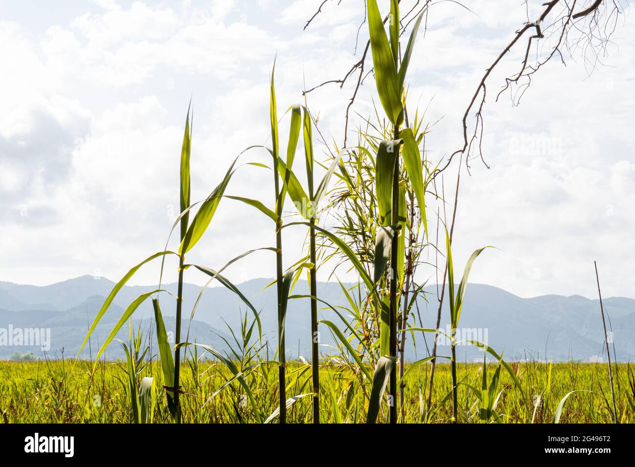 The Giant reed (Arundo donax) against beautiful mountains Stock Photo ...