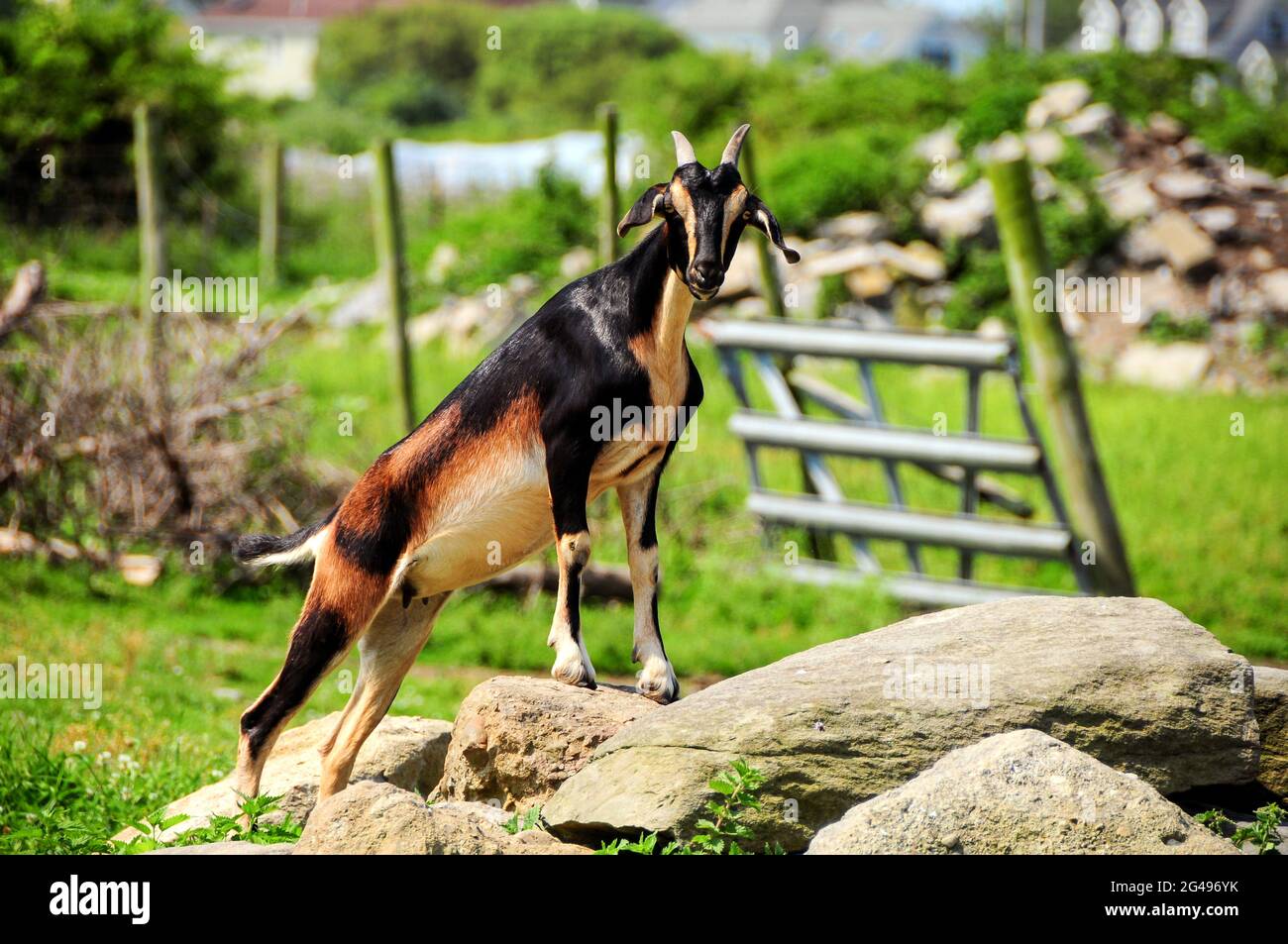 North american goat hi-res stock photography and images - Alamy