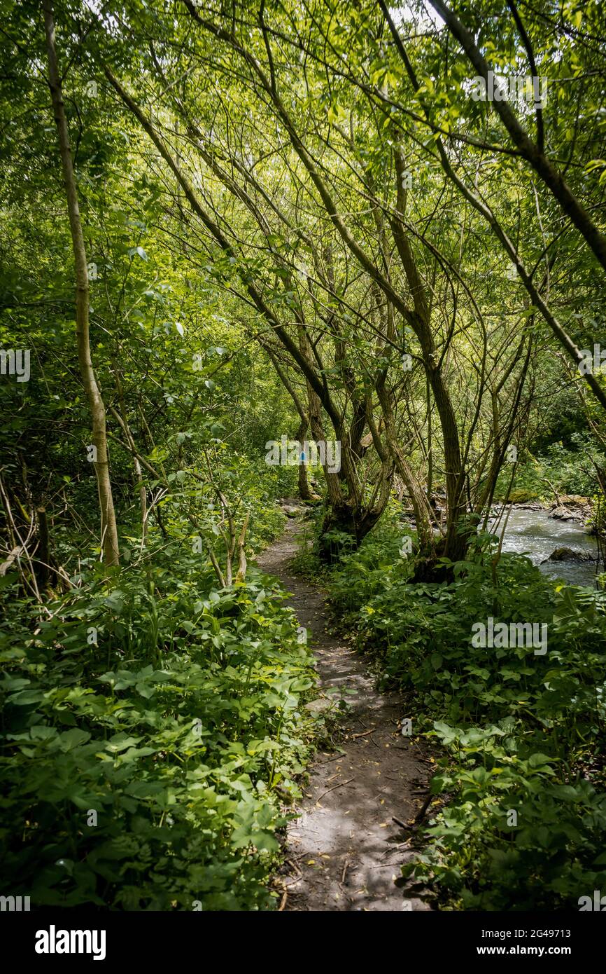 A beautiful view of narrow pathway through the green forest Stock Photo ...