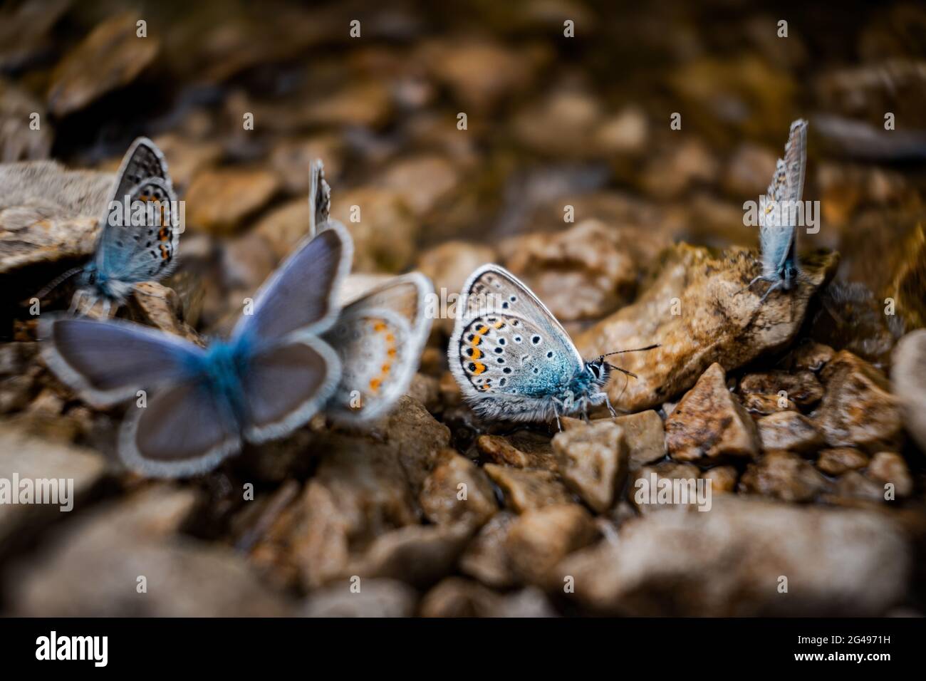 A closeup shot of Amanda's blue (Polyommatus amandus) common blue ...