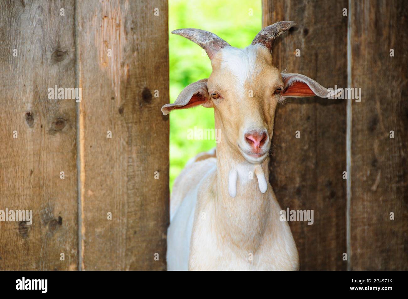 North american goat hi-res stock photography and images - Alamy