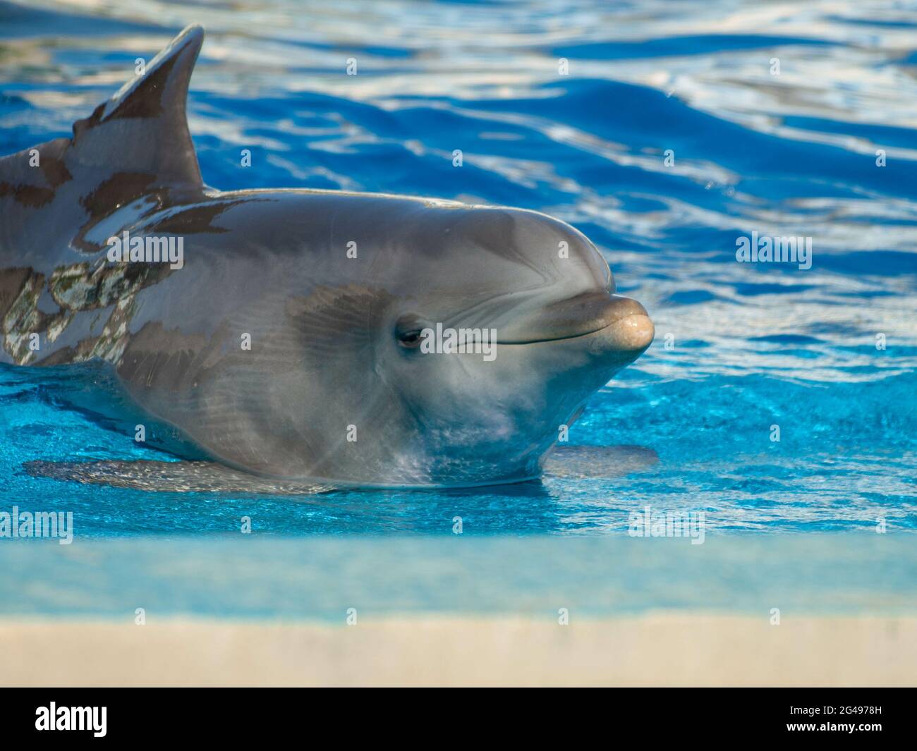A dolphin leaning out of the water in a pool Stock Photo - Alamy