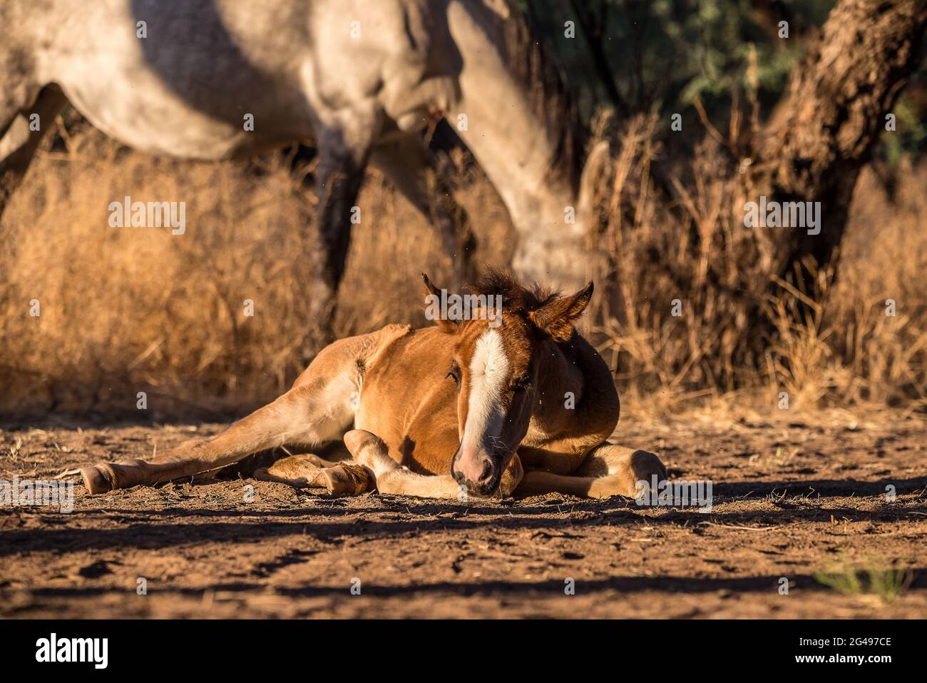 Arizona wild life hi-res stock photography and images - Alamy