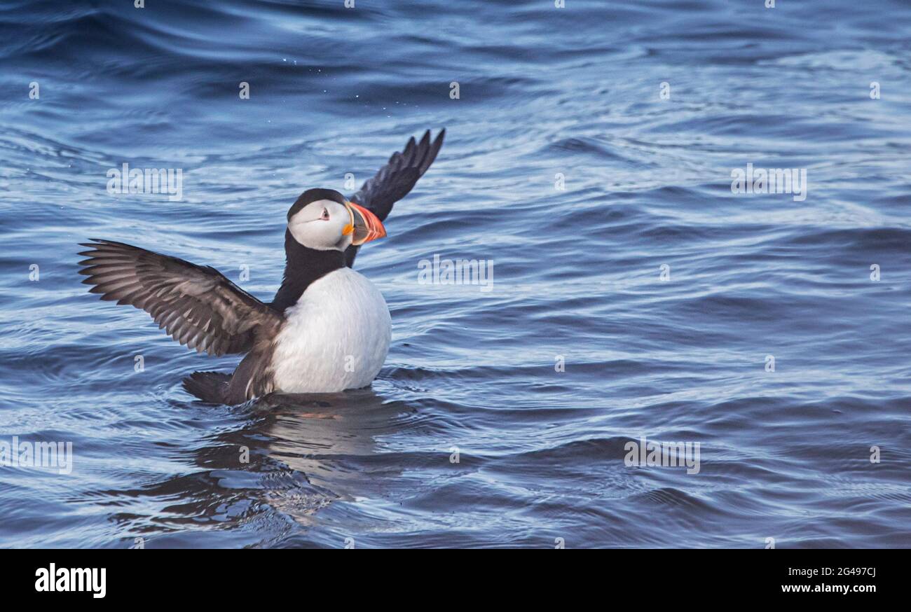 Puffin Tour Boat High Resolution Stock Photography and Images - Alamy