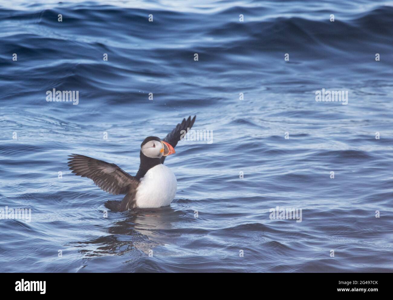 Puffin tour boat hi-res stock photography and images - Alamy