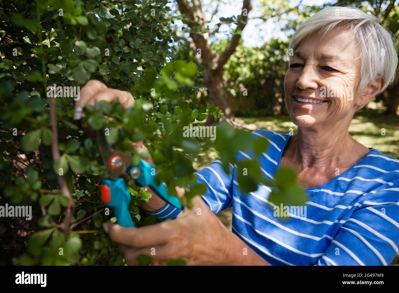 Smiling senior woman trimming plants with pruning shears Stock Photo ...