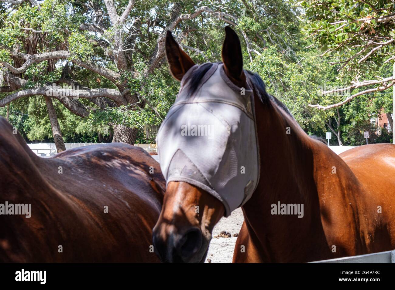 A brown horse wearing a white fly mask in a farm in Florida Stock Photo ...