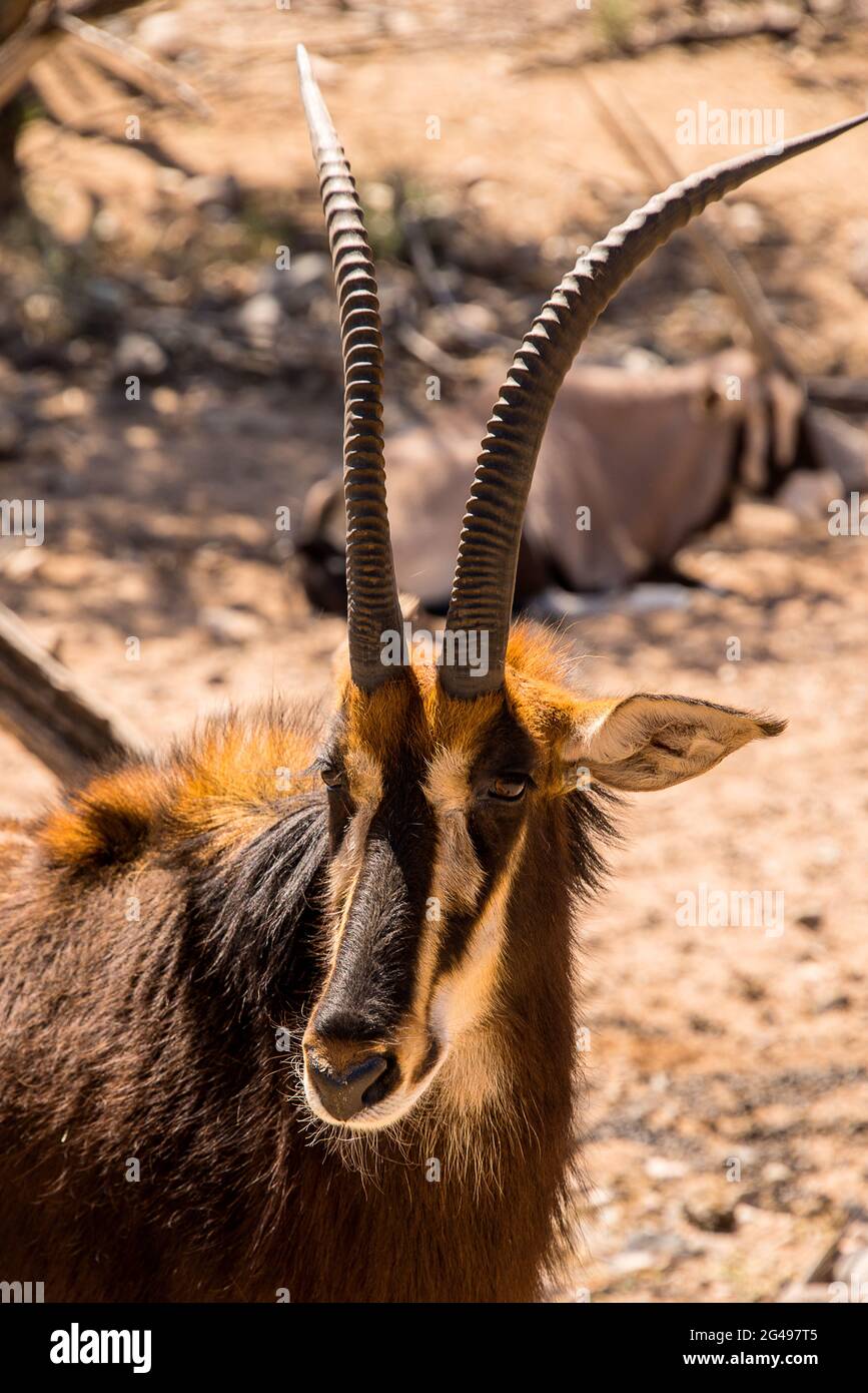 Antelope long horns hi-res stock photography and images - Alamy