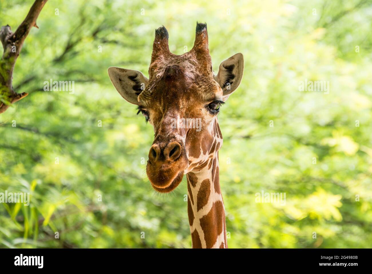 Long giraffe hi-res stock photography and images - Alamy