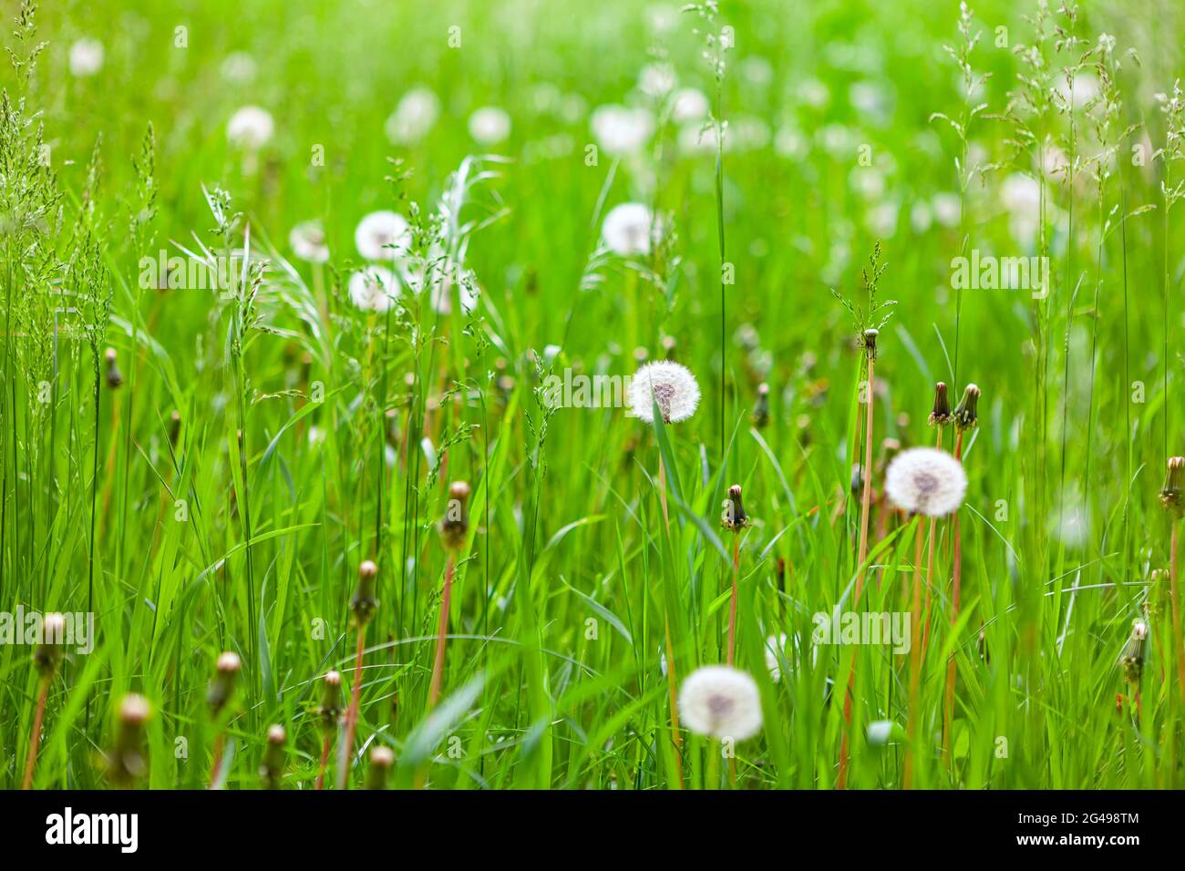 Uncultivated plants hi-res stock photography and images - Alamy