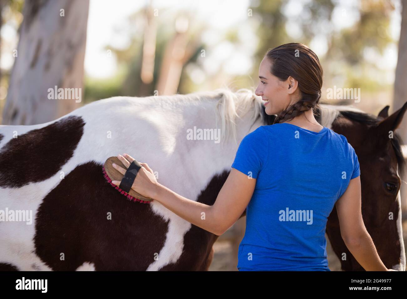 Rear view of female cleaning horse Stock Photo - Alamy