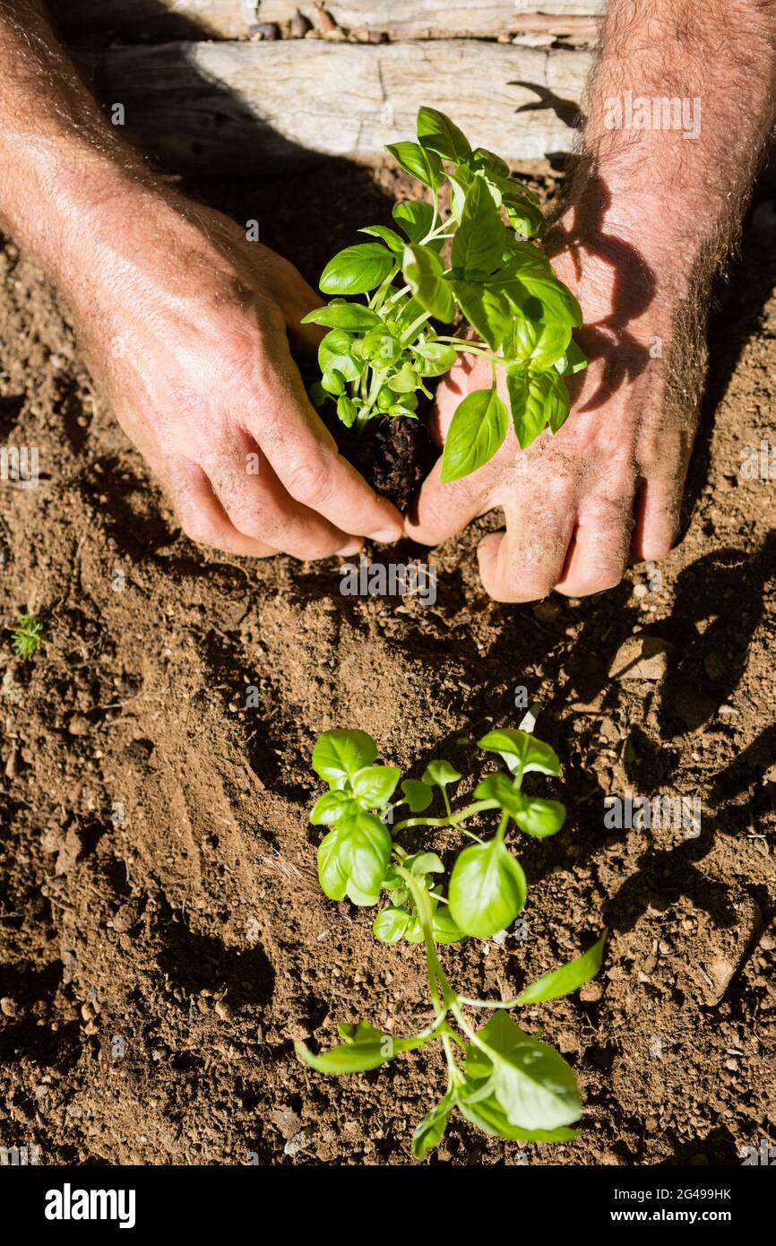 Man planting sapling in garden Stock Photo - Alamy