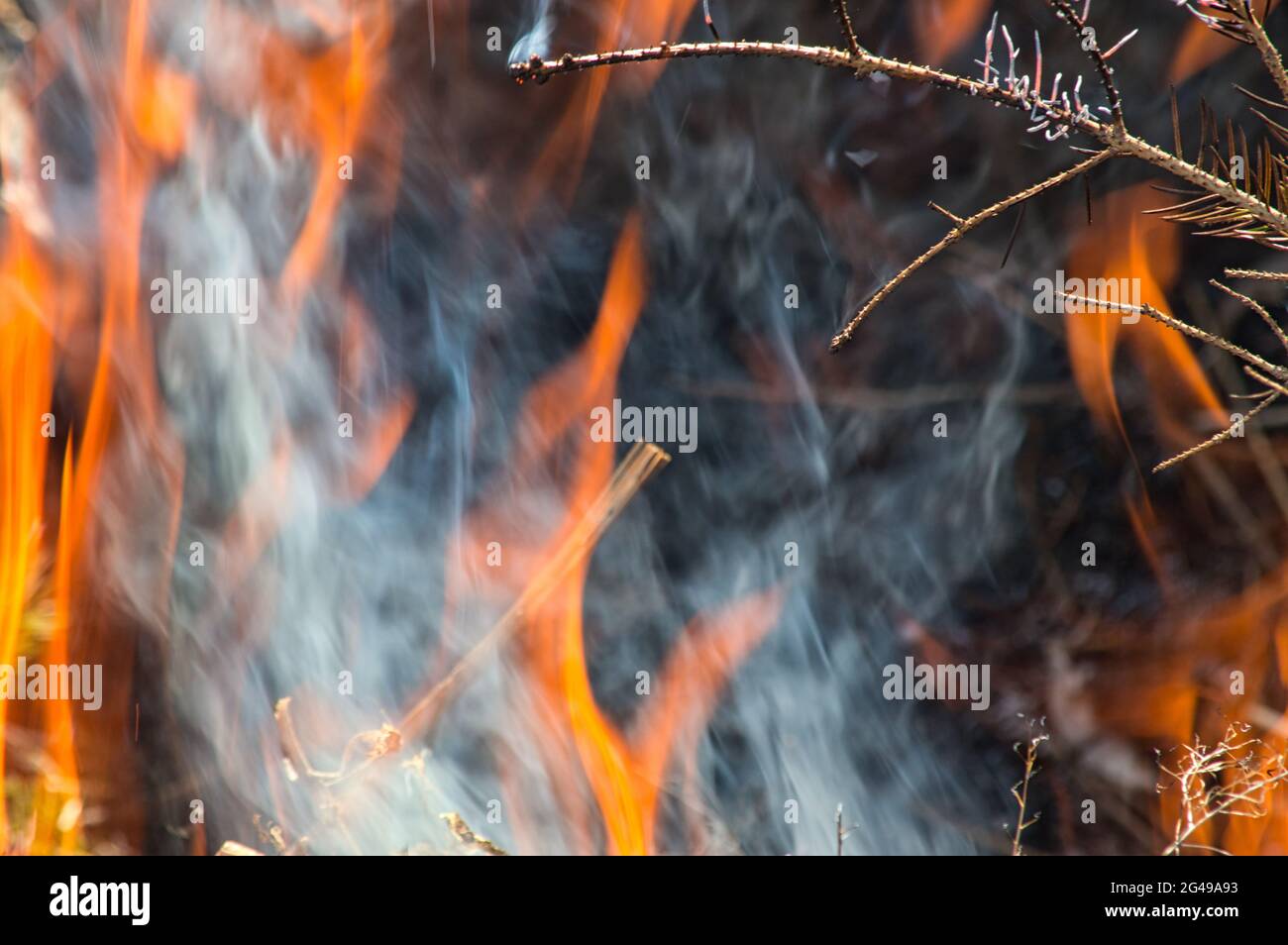 Branches of fire hi-res stock photography and images - Alamy