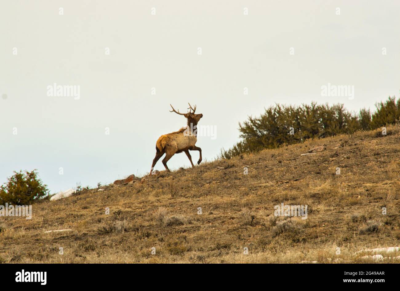 A mountain goat climbing the hill on background of the sky Stock Photo ...
