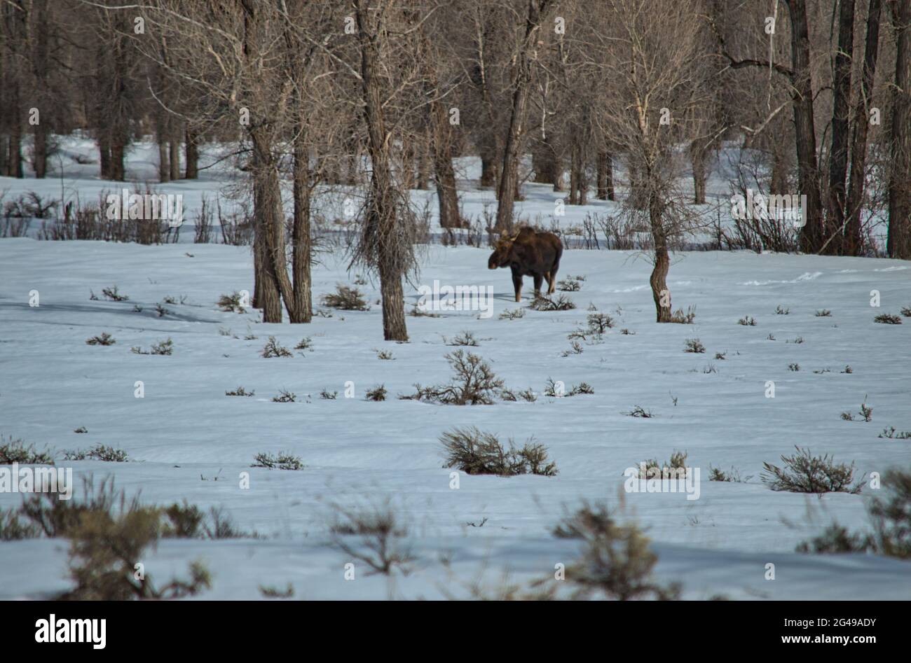 A wild pig standing on the snowy field in background of deciduous ...