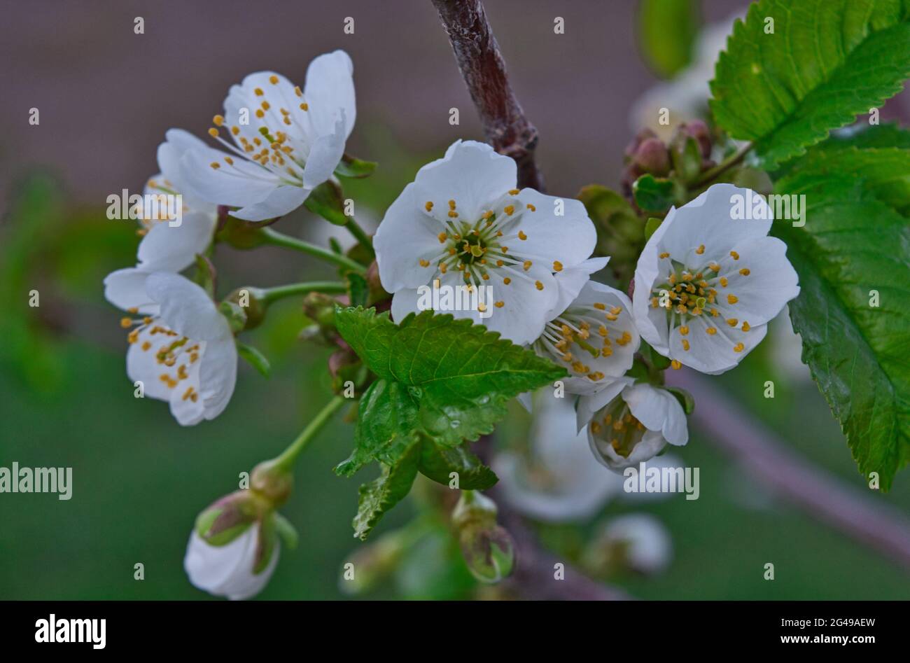 A closeup of delicate small blossom flowers on the tree branch Stock ...