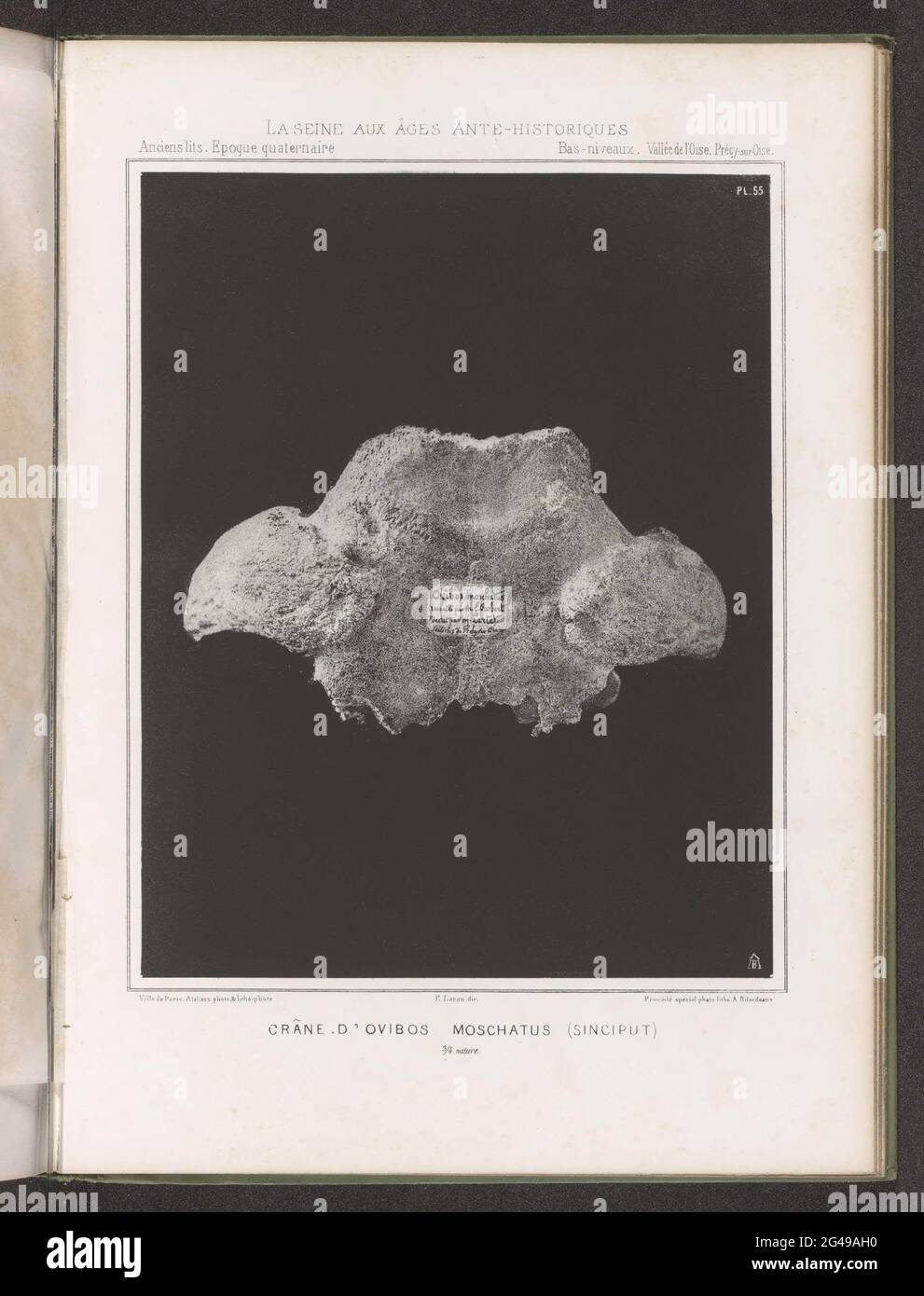 Upper part of the skull of a muskus; Crâne. D'OVIBOS MOSCHATUS ...