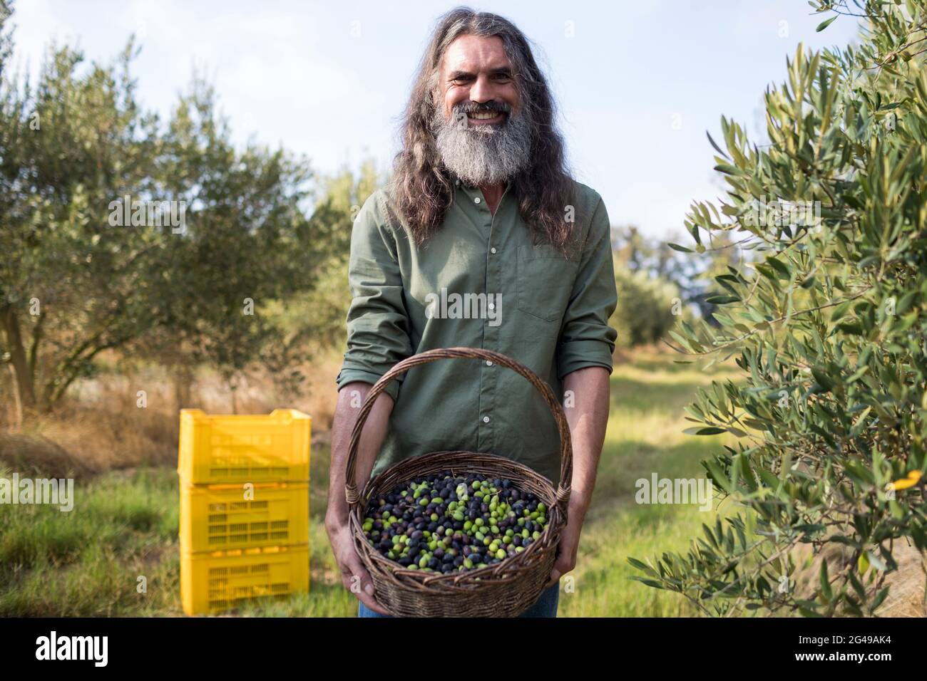 Portrait of happy man holding harvested olives in basket Stock Photo ...