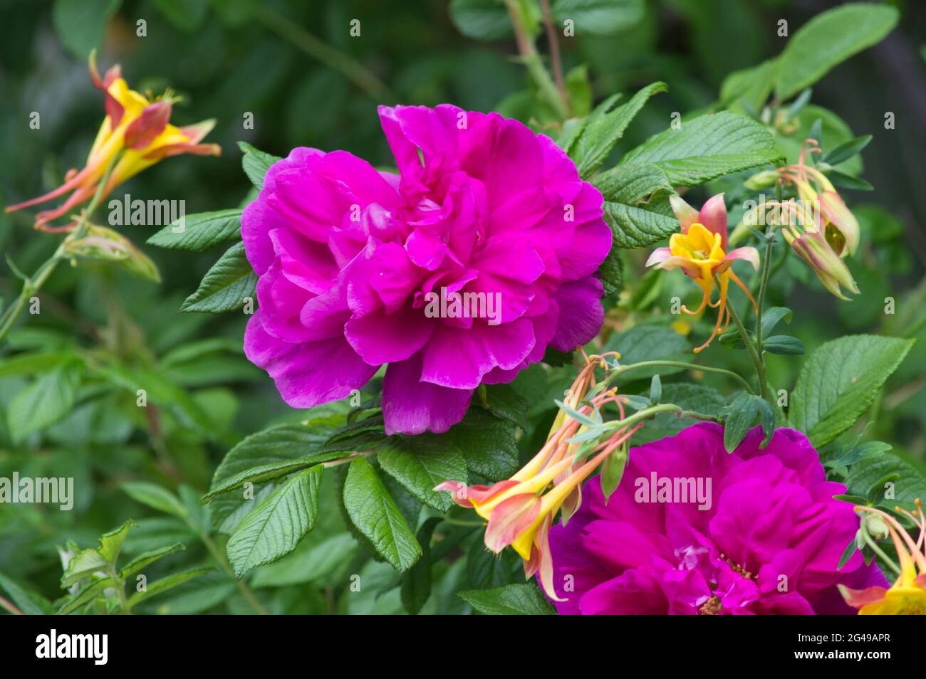A closeup of beautiful purple beach rose (Rosa rugosa) shrubs Stock ...