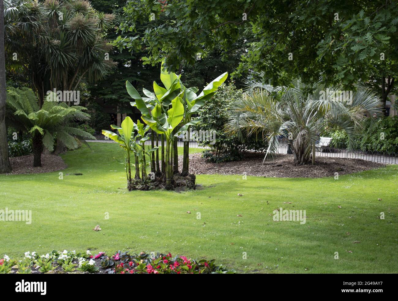 A scenic view of exotic plants in a park Stock Photo - Alamy