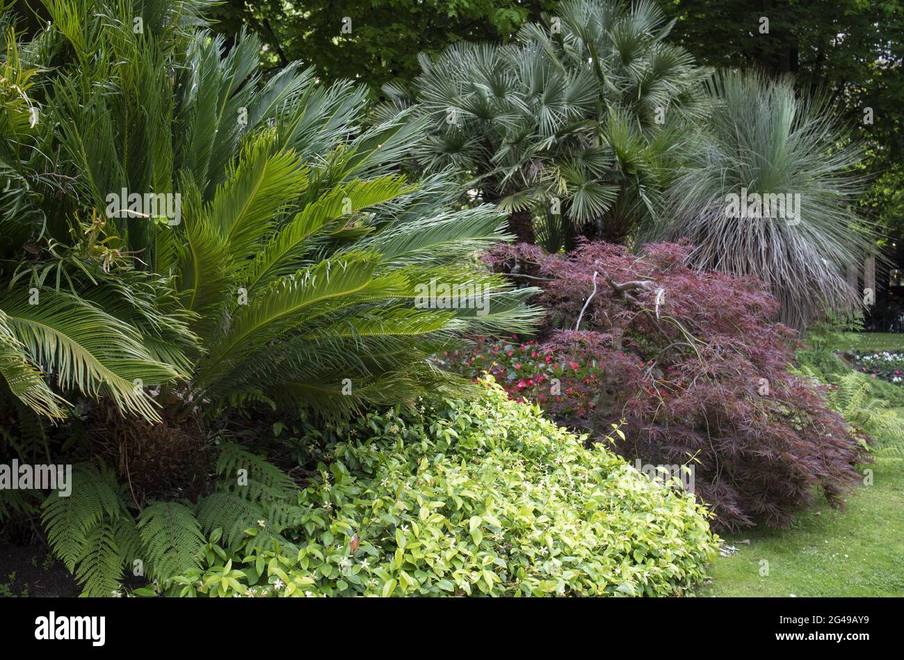 A scenic view of exotic trees in a park Stock Photo - Alamy