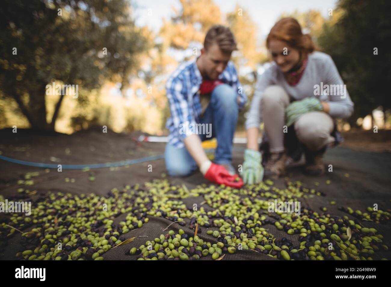 Woman picking green olives hi-res stock photography and images - Alamy