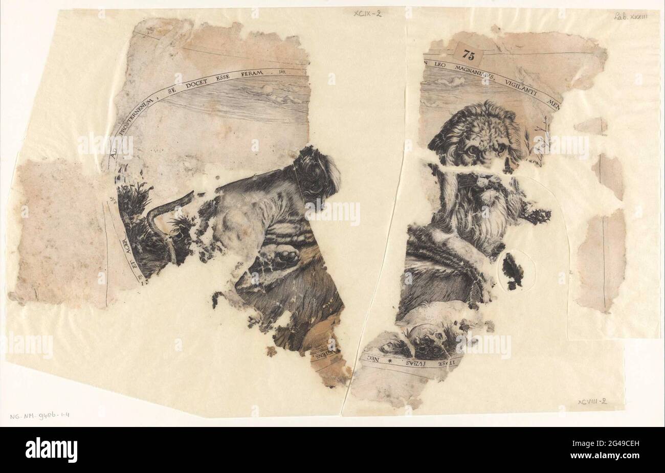 Lion. Oval presentation of a lion lying in a skull. To the show a Latin ...