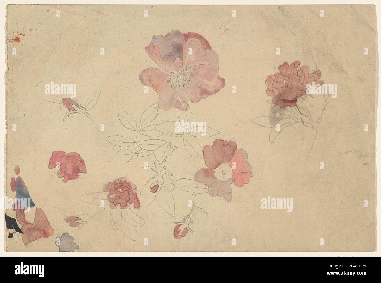 Floral studies hi-res stock photography and images - Alamy