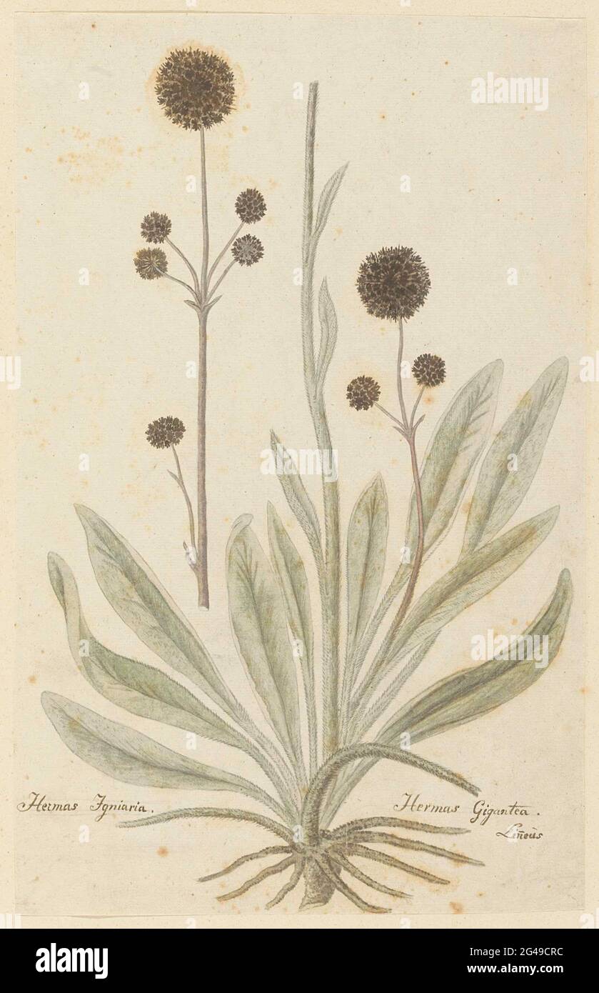Hermas gigantea hi-res stock photography and images - Alamy