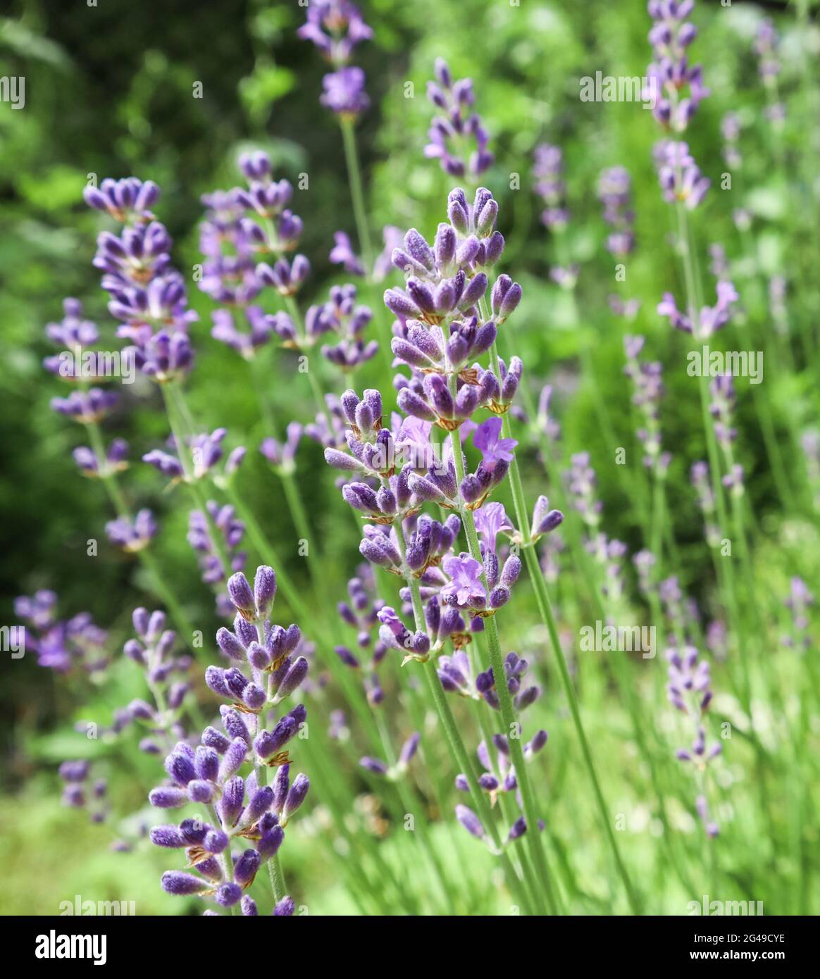 Soft focus on beautiful lavender flowers in summer garden Stock Photo ...