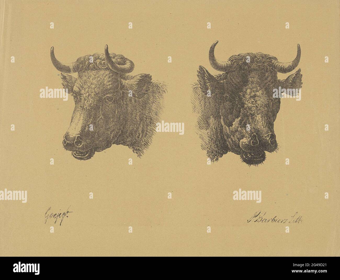 Two bull heads. The bulls have their mouths open. The left bull is seen ...