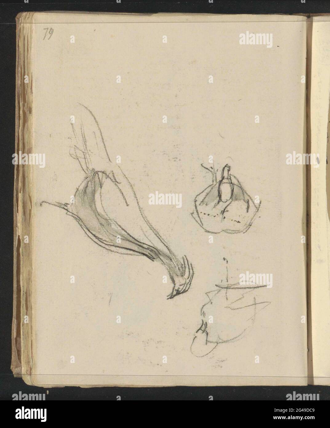 Birds. Subsequent two studies of a goose or duck. Page 79 From a ...