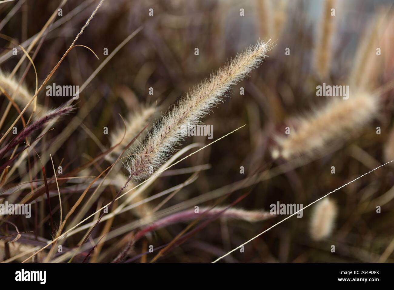Purple fountain grass hi-res stock photography and images - Alamy