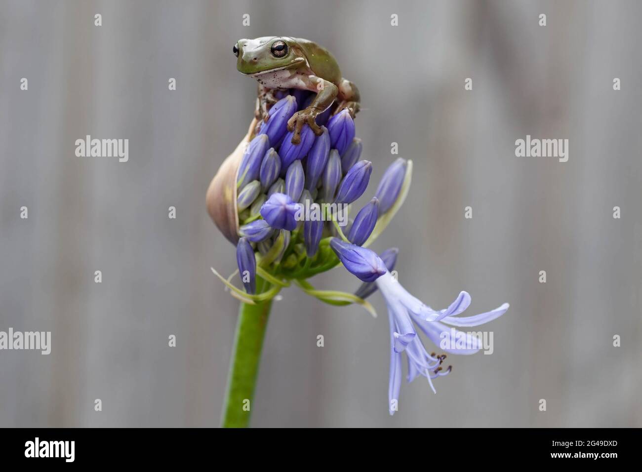 Green Tree Frog sitting on top of Agapanthus Flower Stock Photo - Alamy