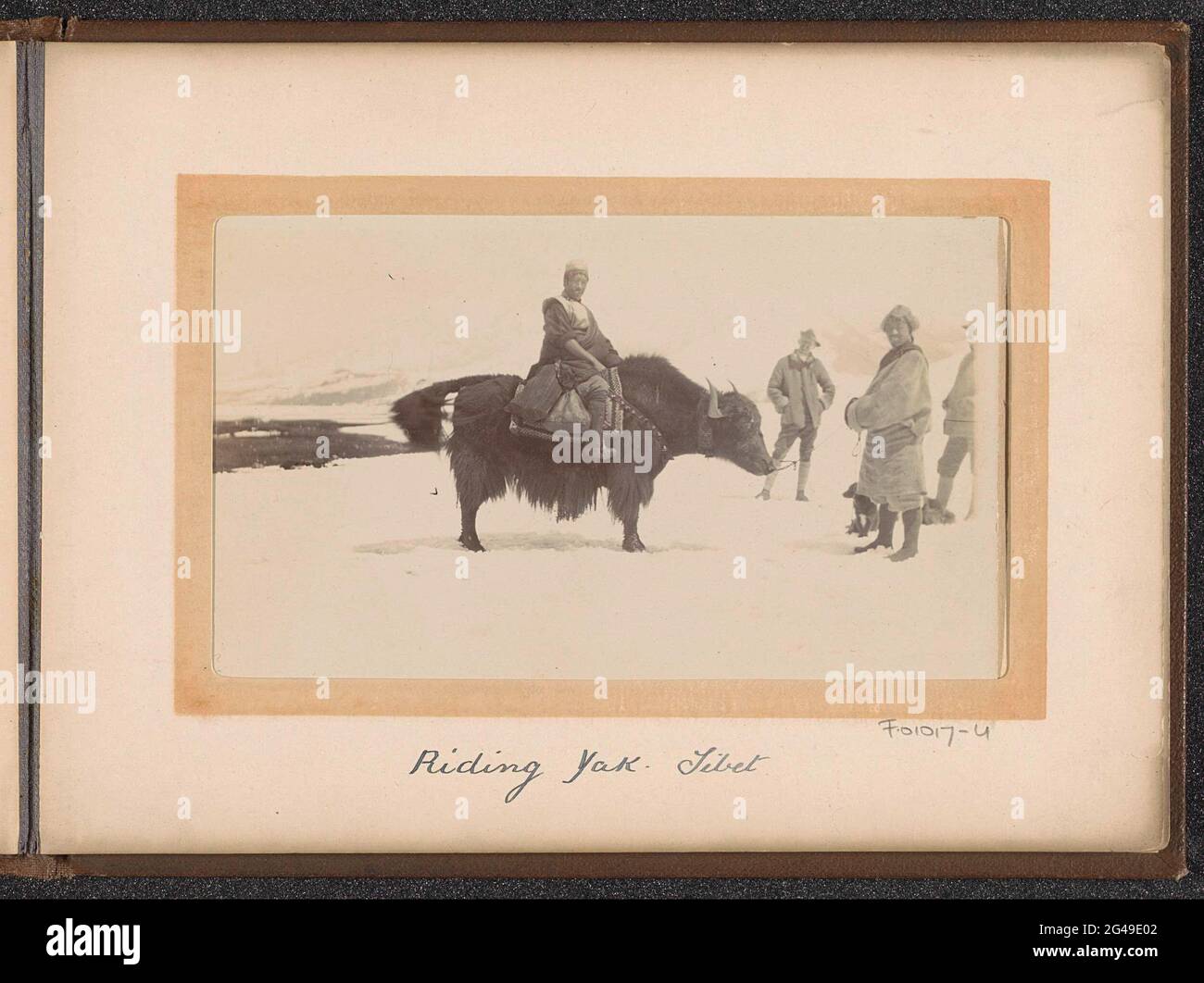 Man on a yak in Tibet; Riding Yak Tibet. Part of photo album with 24 ...