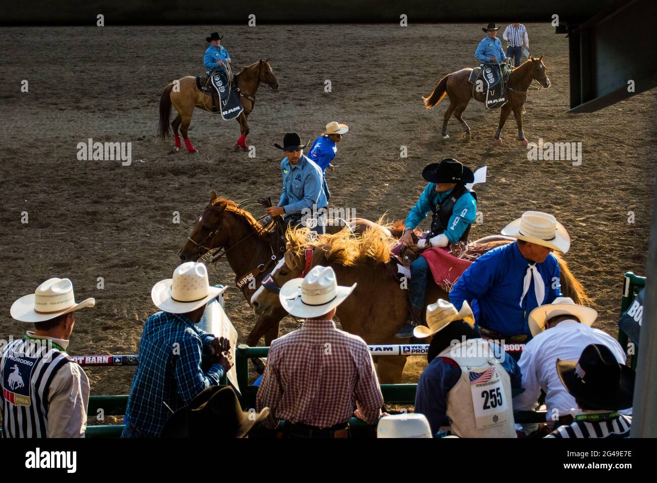 Bronco rider, Shane O'Connell, tries to dismount his horse .The Reno ...