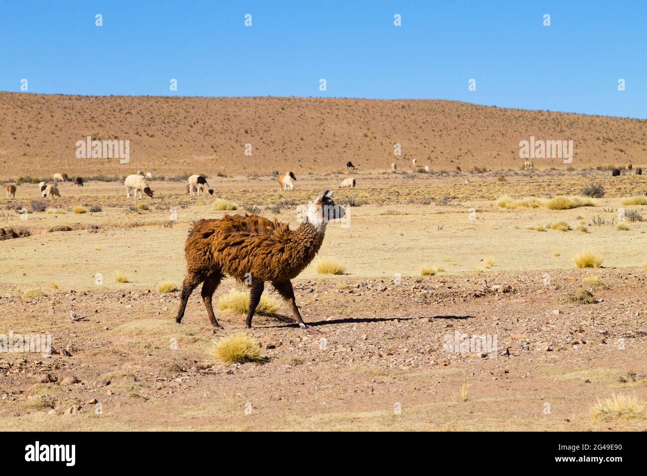 Bolivian llama breeding on Andean plateau,Bolivia Stock Photo - Alamy