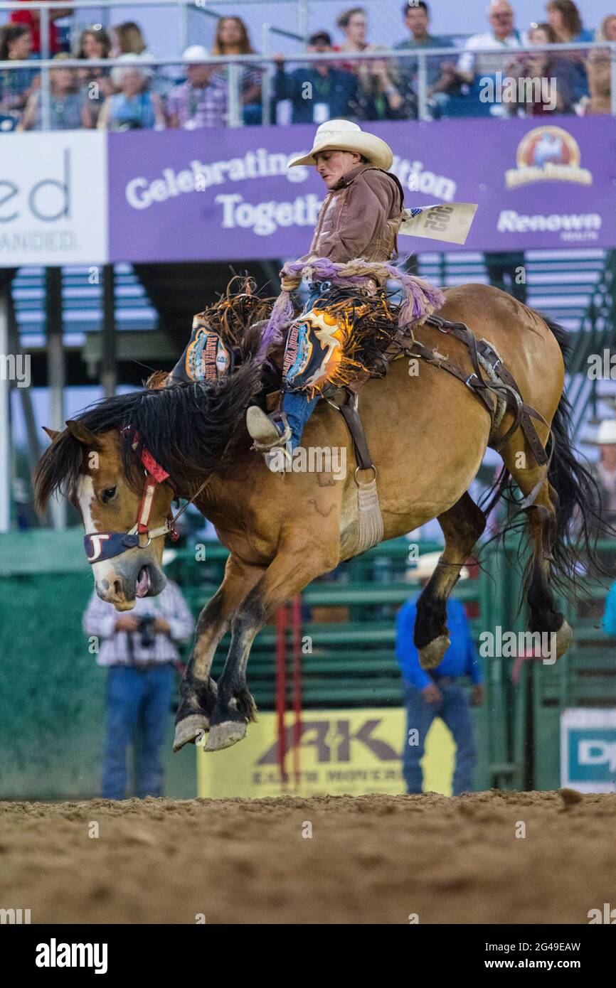 Bronco rider, Tegan Smith hangs on for his ride.The Reno Rodeo enters ...