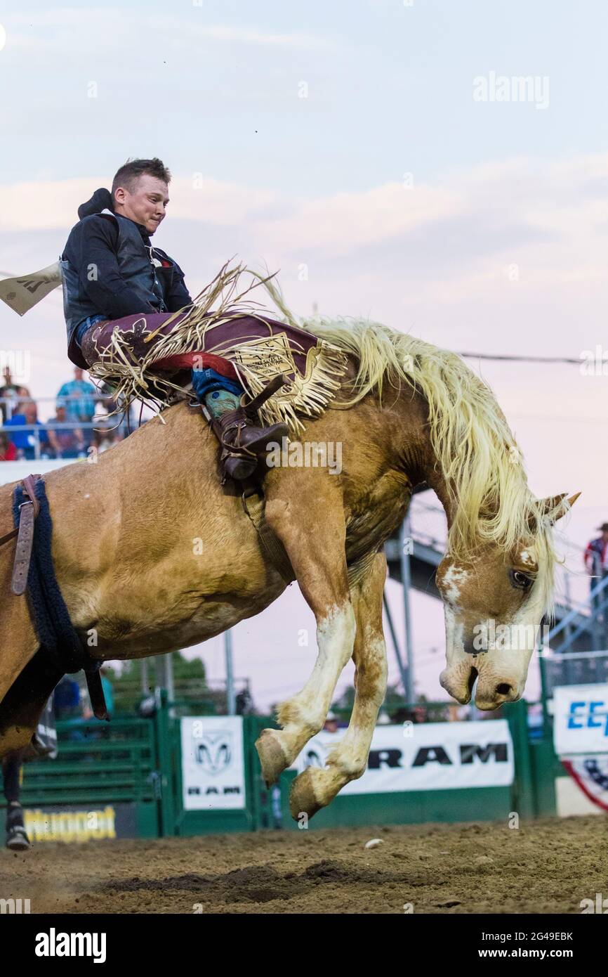 Bronco rider, Zach Hibler holds on to his bronco.The Reno Rodeo enters ...