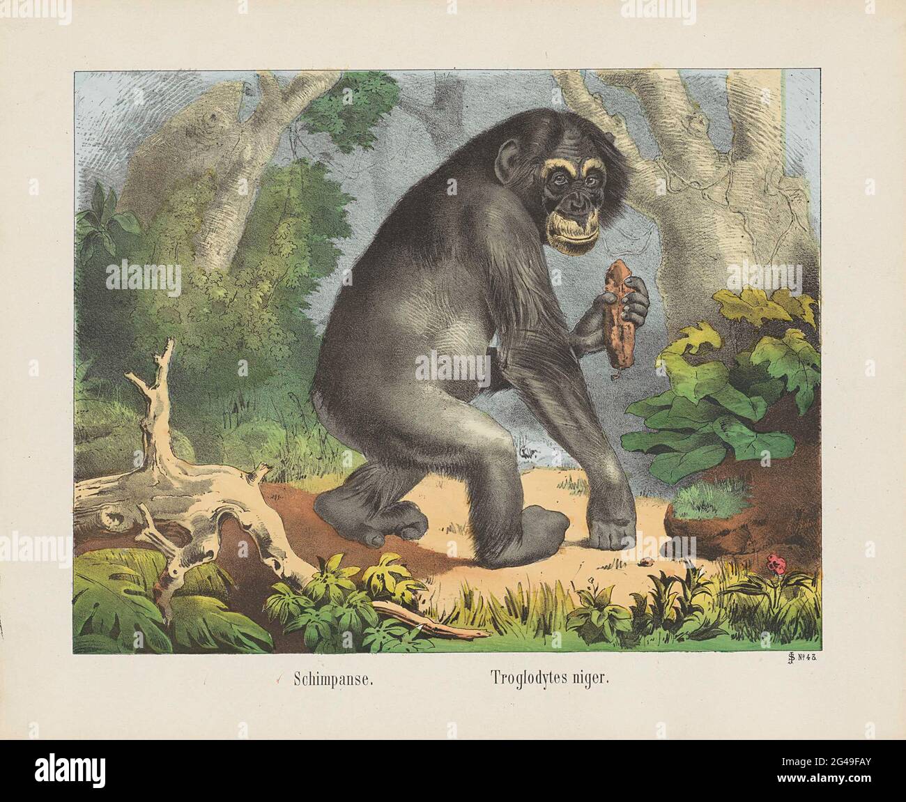 Schimpans hi-res stock photography and images - Alamy